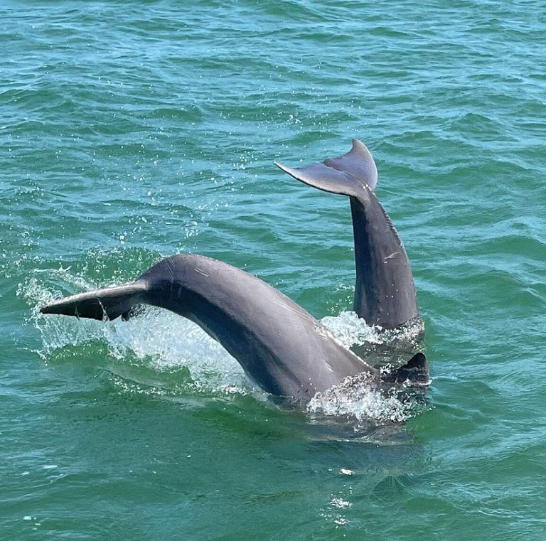 Our Anna Maria Island Dolphins' have names just like us. - Dolphin ...